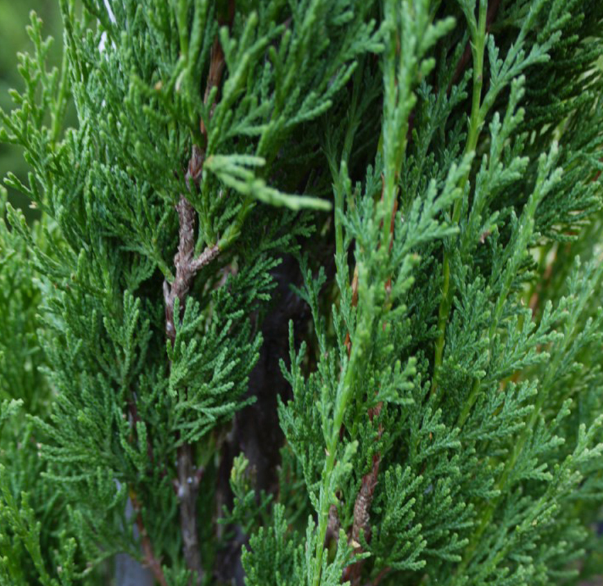 Cypress Common 15 Ml Essential Oil Organic Nature Provides Cypress Common 15 Ml Essential Oil Organic Nature Provides