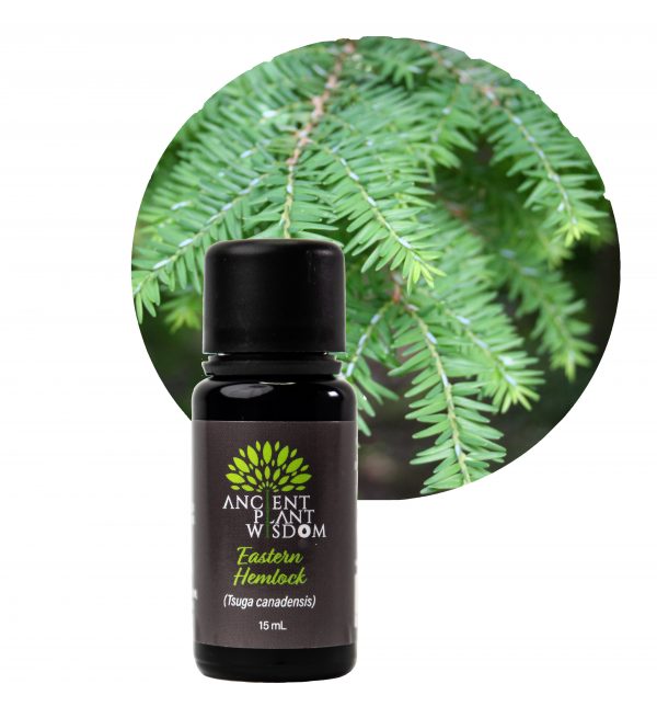 Eastern Hemlock – 15 ml – Essential Oil – Organic | Nature Provides