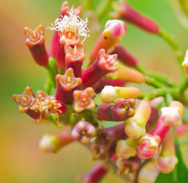 APW® Clove Bud Hydrosol – Organic – Eugenia Caryophyllus | Nature Provides