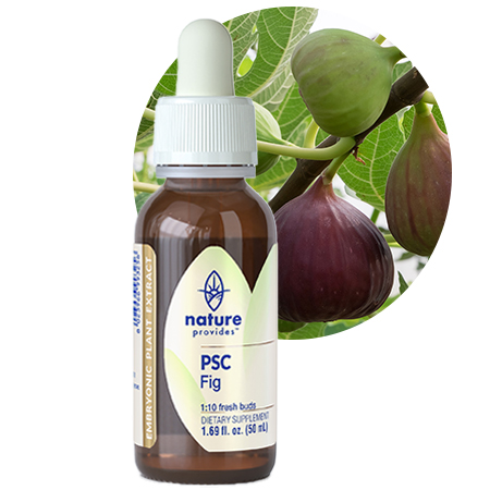 Plant Spotlight: Fig - Nature Provides | Dietary Supplements | Gemmotherapy