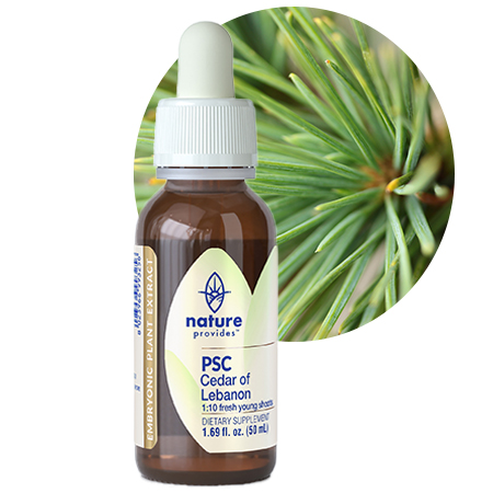 Plant Spotlight: Cedar Of Lebanon - Nature Provides | Dietary ...