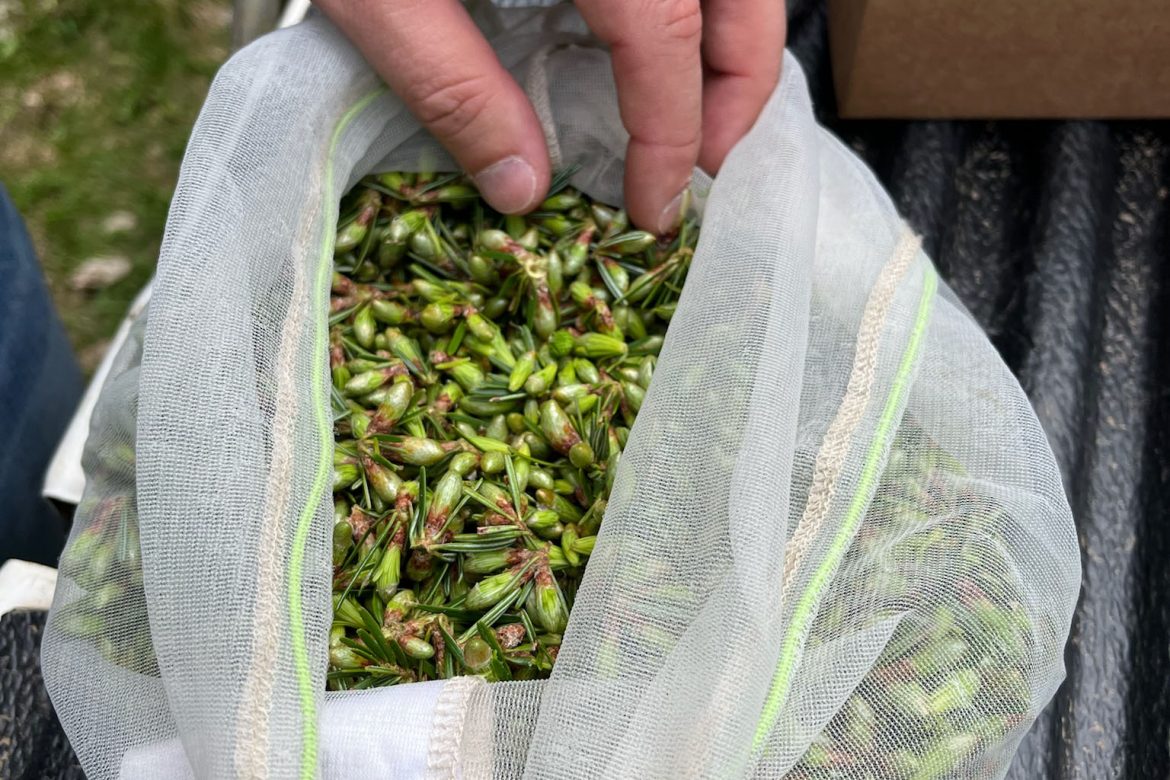 Home - Nature Provides | Dietary Supplements | Gemmotherapy