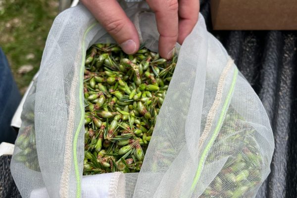 Home - Nature Provides | Dietary Supplements | Gemmotherapy