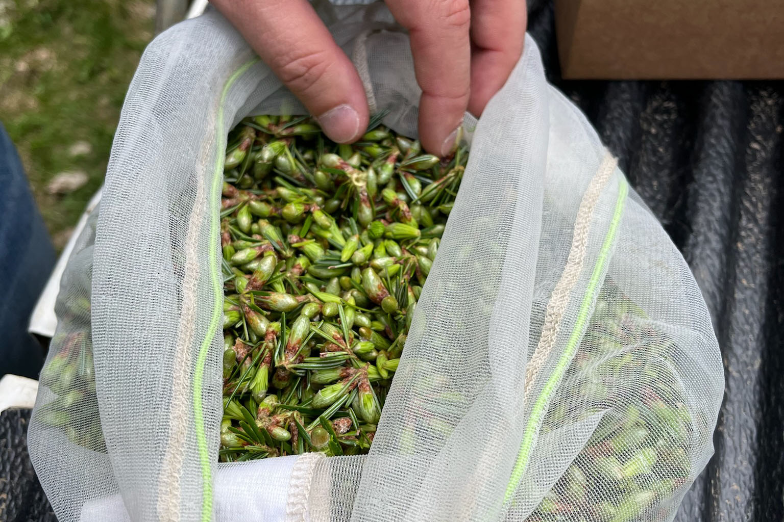 Home - Nature Provides | Dietary Supplements | Gemmotherapy